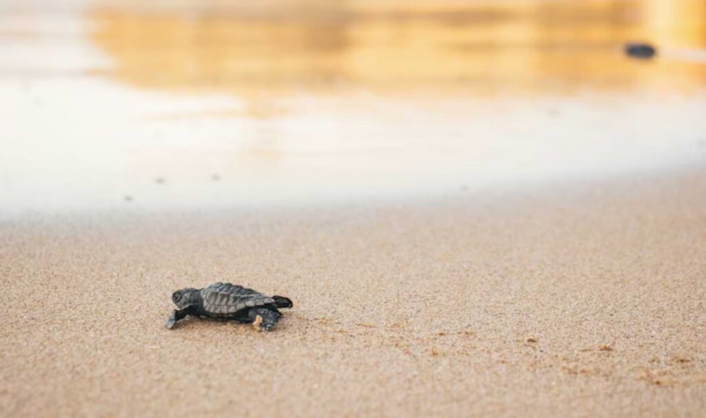 Turtle Season on Amelia Island